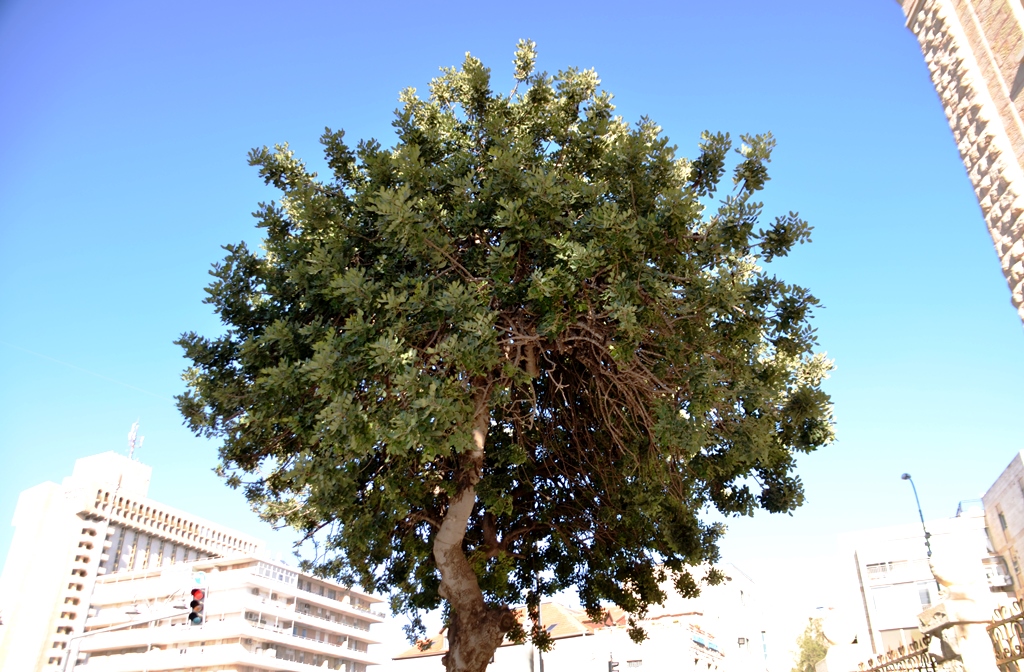 carob – The Real Jerusalem Streets