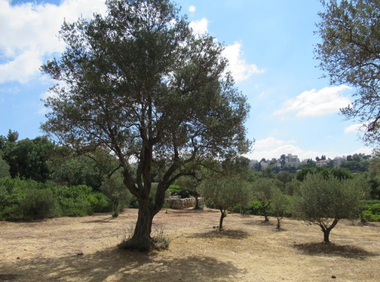 On with the Show In Jerusalem – The Real Jerusalem Streets