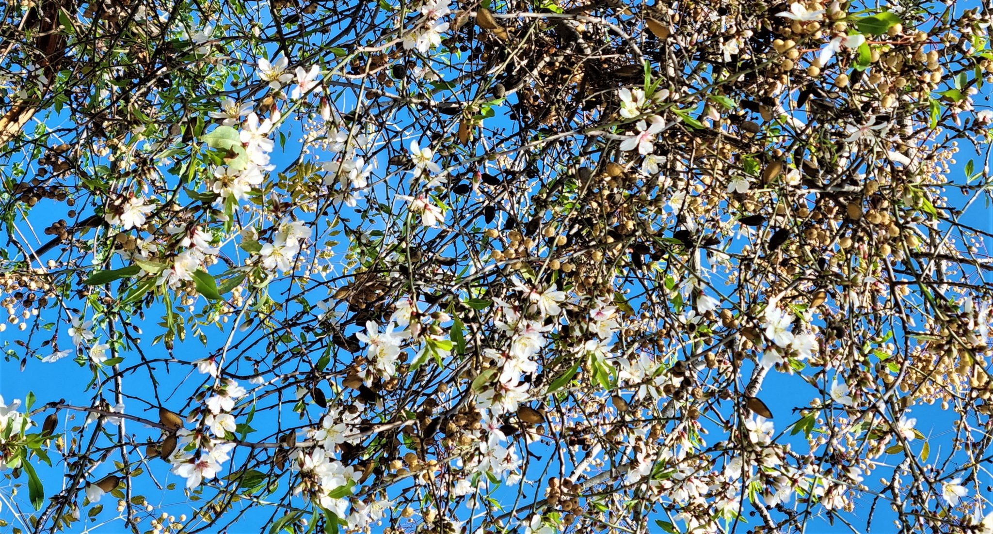 10 Facts for Tu Bishvat: All About Almonds: – The Real Jerusalem Streets