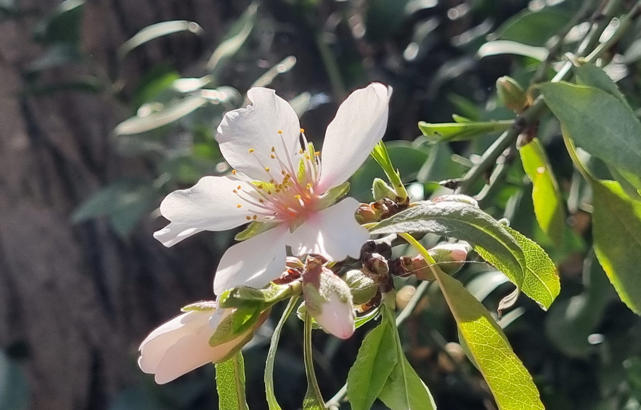 10 Facts for Tu Bishvat: All About Almonds: – The Real Jerusalem Streets
