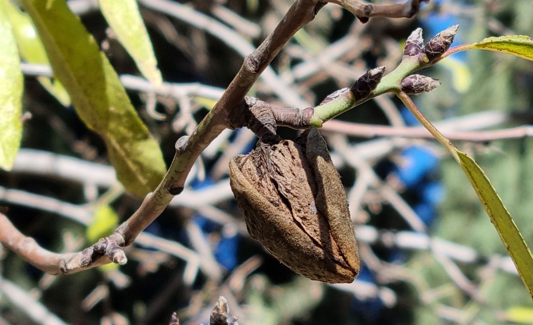 10 Facts for Tu Bishvat: All About Almonds: – The Real Jerusalem Streets