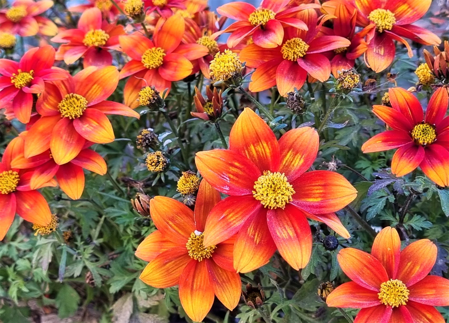 Jerusalem flowers – The Real Jerusalem Streets