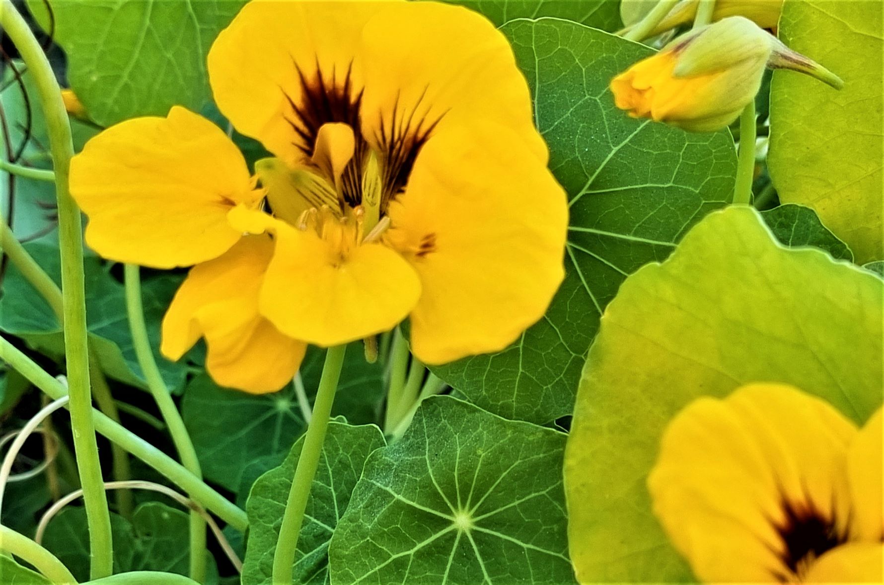Jerusalem flowers – The Real Jerusalem Streets
