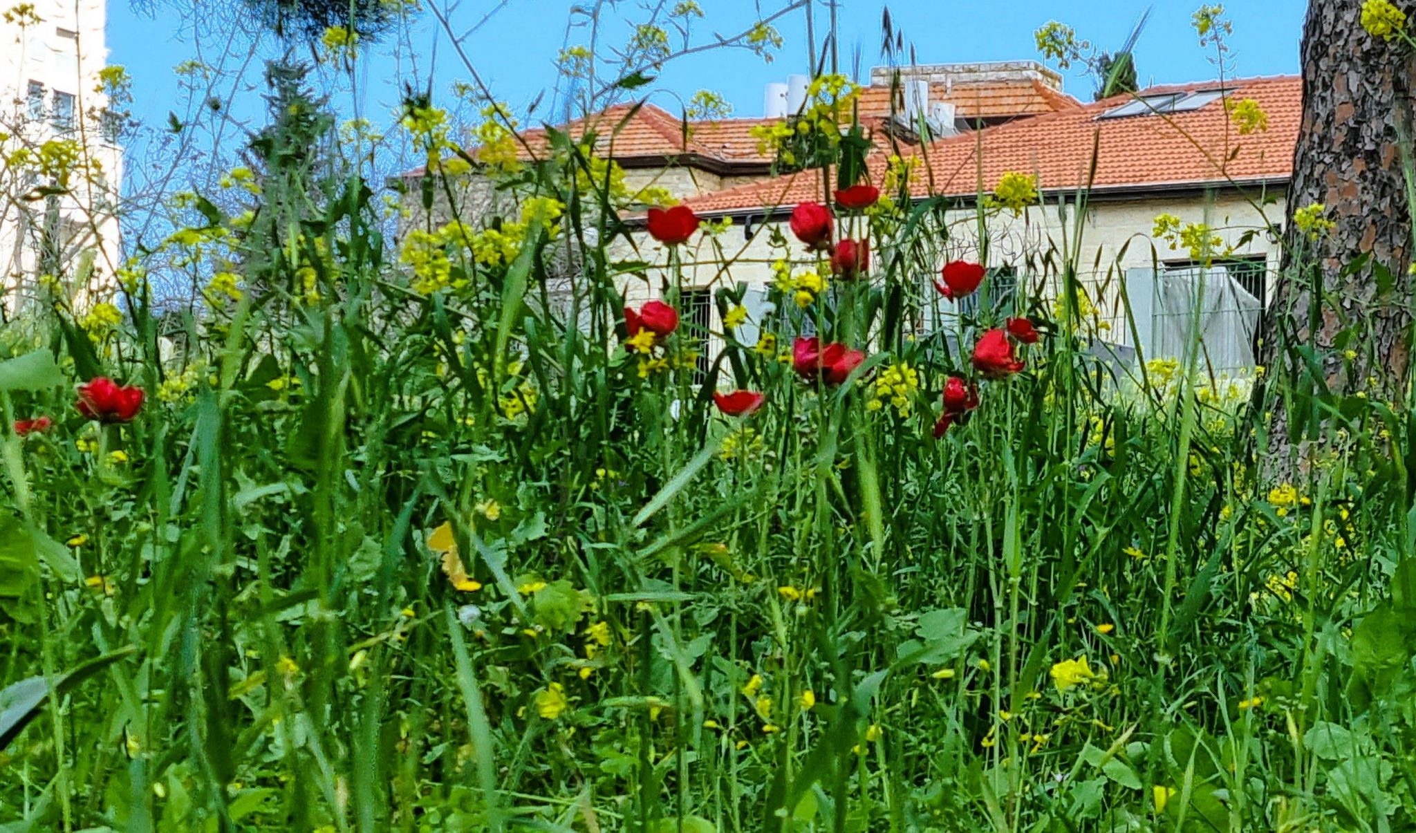 The Real Jerusalem Streets – Jerusalem, Israel – what is really happening
